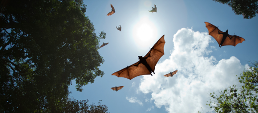 Flying Foxes